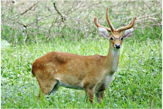 Some animals are more equal than others |ForumIAS