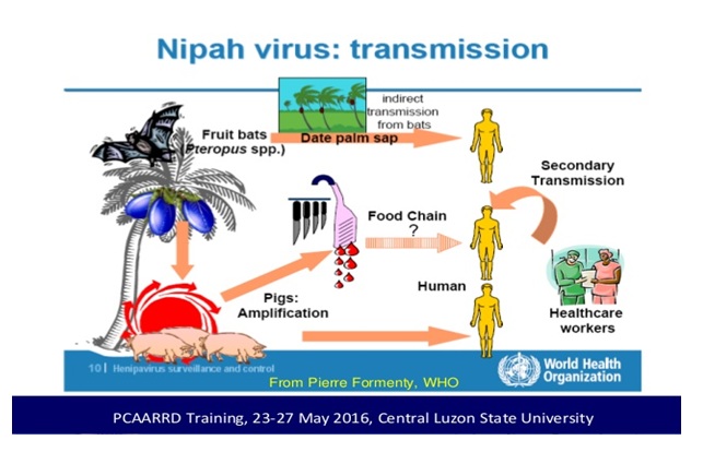 Nipah virus -All you need to know World Health Organization