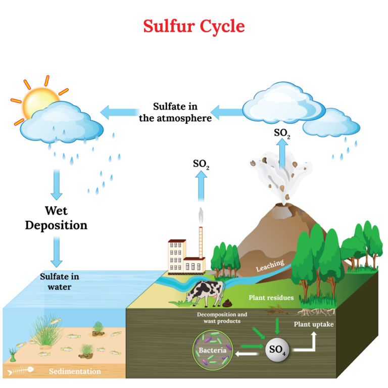 Ecology, and Ecosystem |ForumIAS