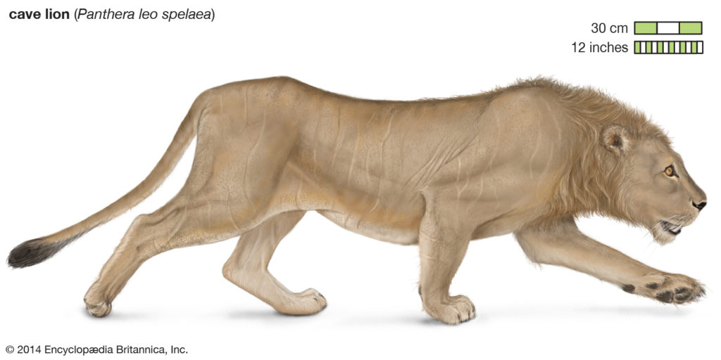 Cave lion cub found in Siberian permafrost is 28,000 years old ...