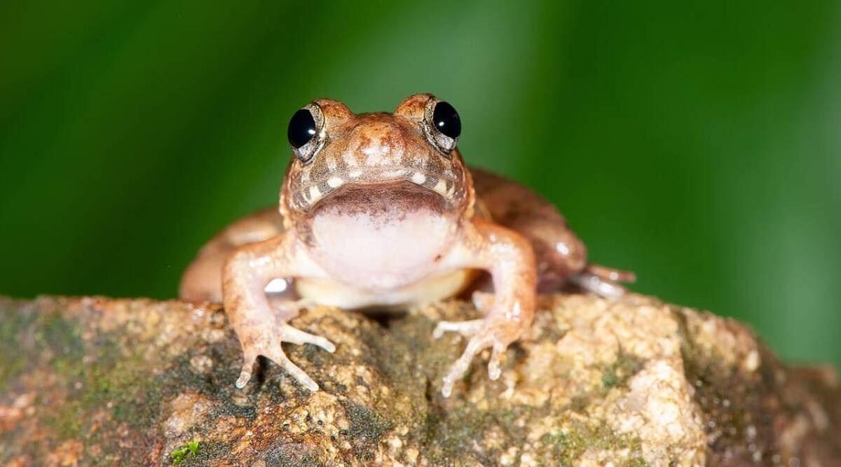 New frog species discovered in Western Ghats, named after former DU ...