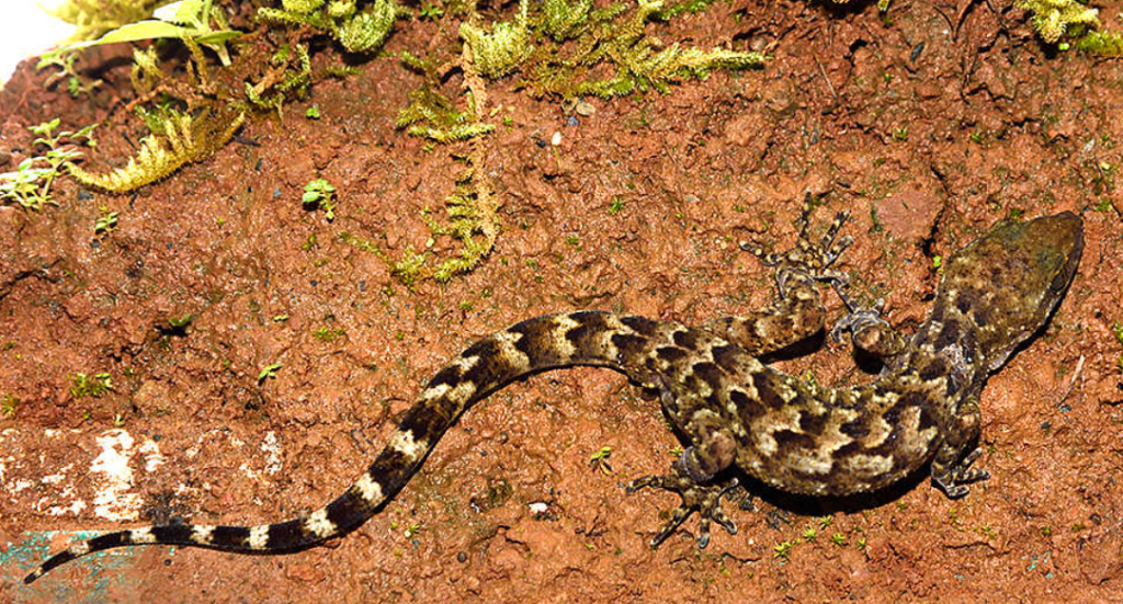 Crytodactylus exercitus: New gecko from NE gets Army tag -ForumIAS Blog