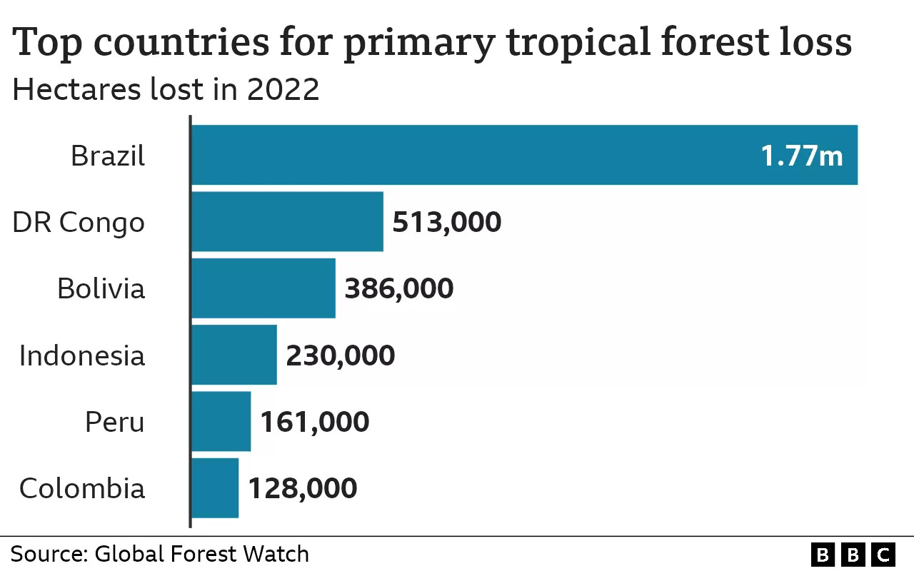 Explained | Global tropical primary forest cover continued decline in ...