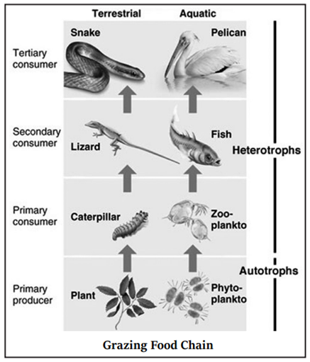 Which of the following is a tertiary consumer in food chain? |ForumIAS