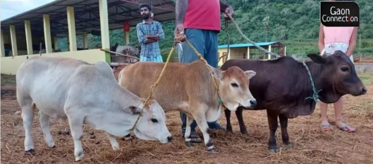 Punganur cows |ForumIAS