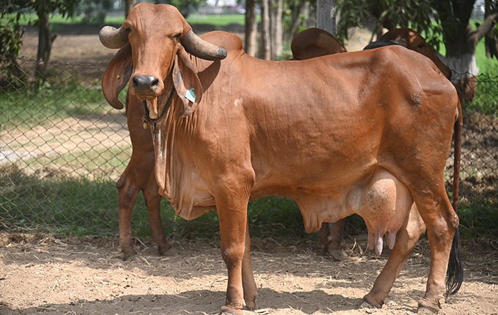 Gir and Kankrej cows |ForumIAS