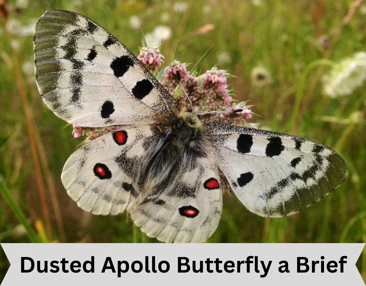 Dusted Apollo Butterfly a Brief | ForumIAS