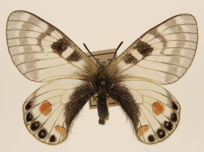 Dusted Apollo Butterfly a Brief | ForumIAS