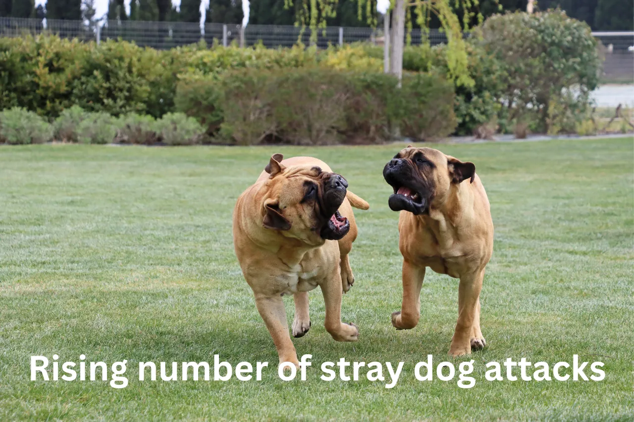 Rising number of stray dog attacks | ForumIAS