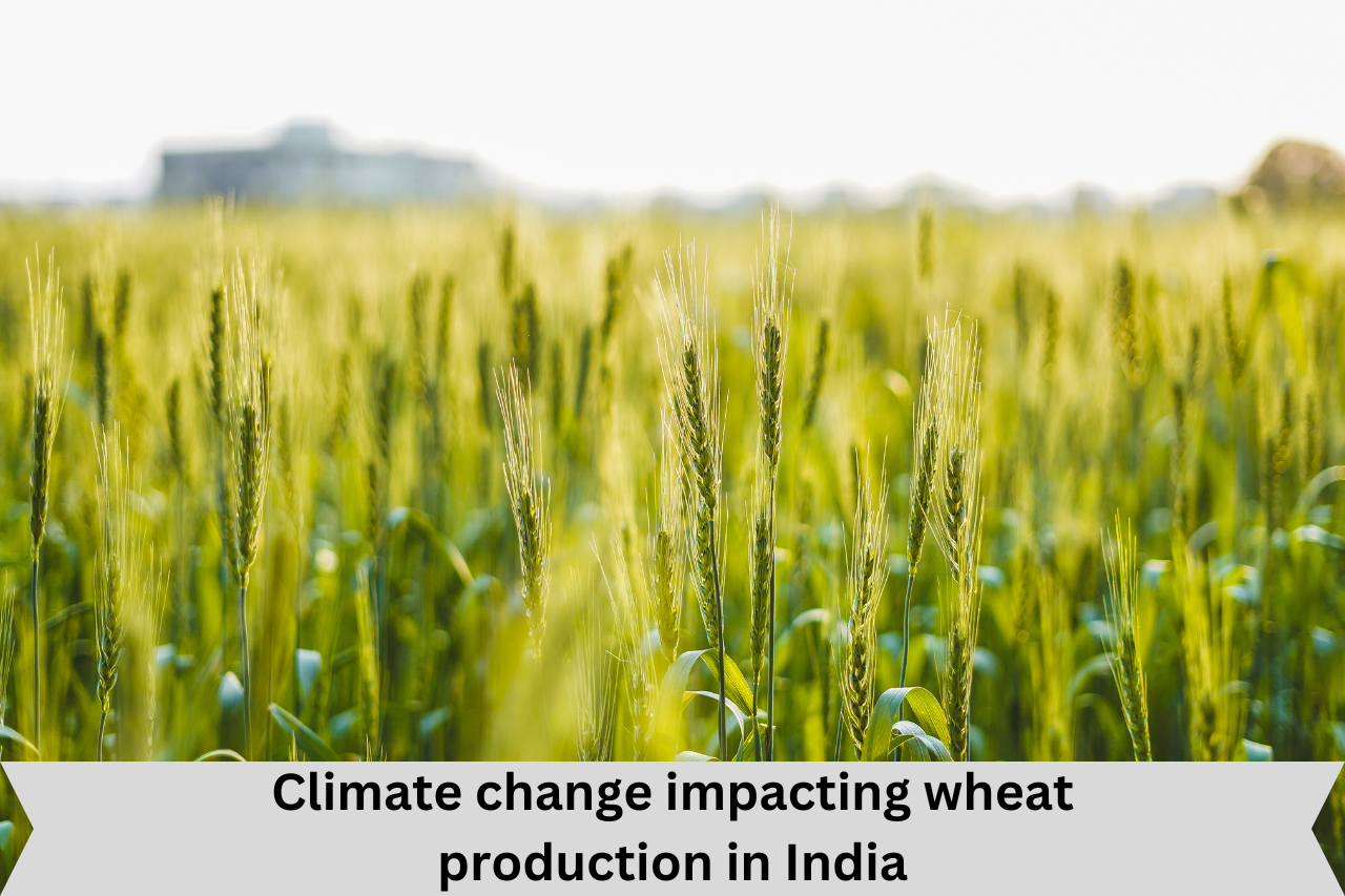 Climate change impacting wheat production in India |ForumIAS
