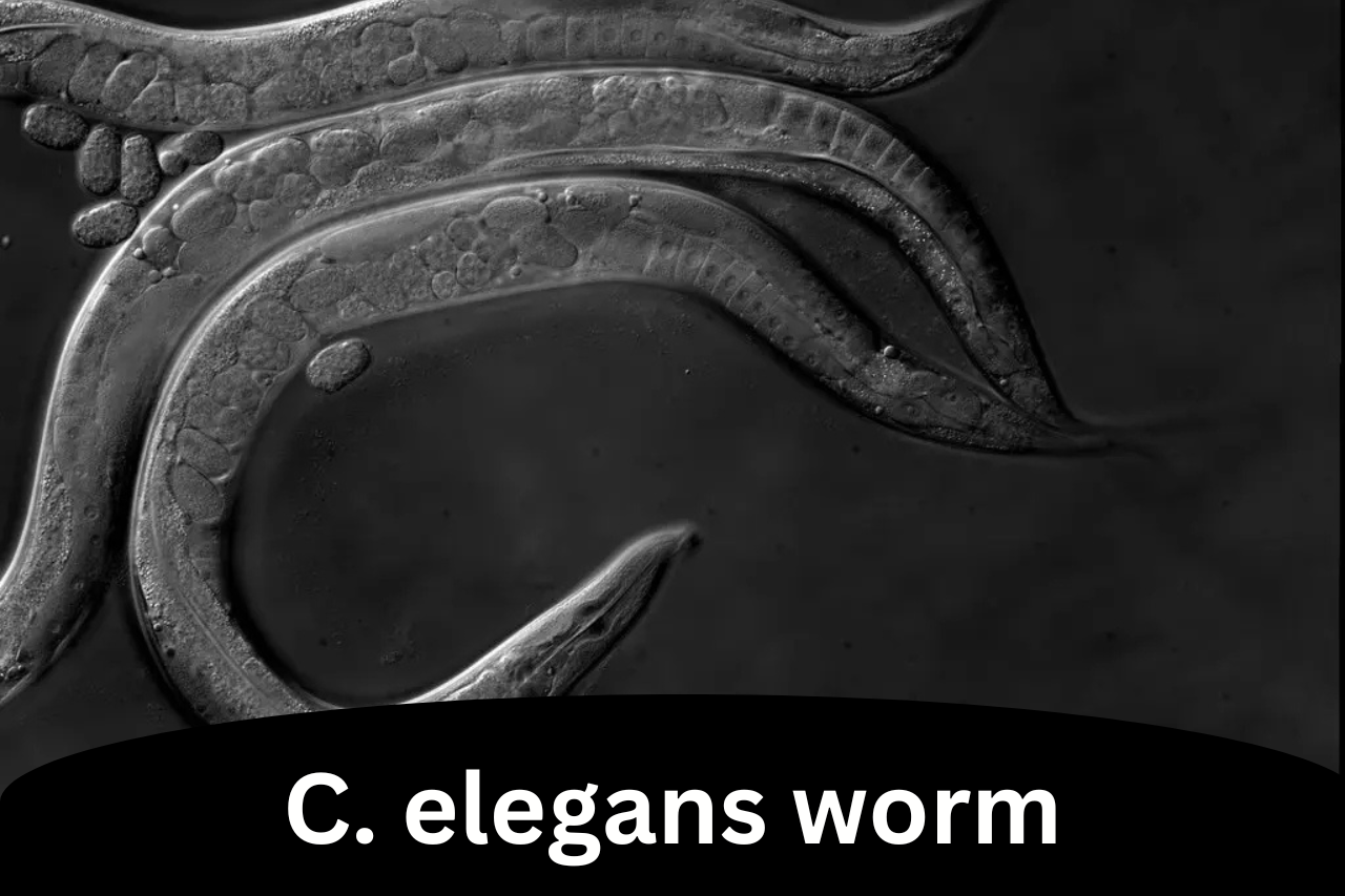 C. elegans worm – Free UPSC IAS Preparation Syllabus and Materials For ...