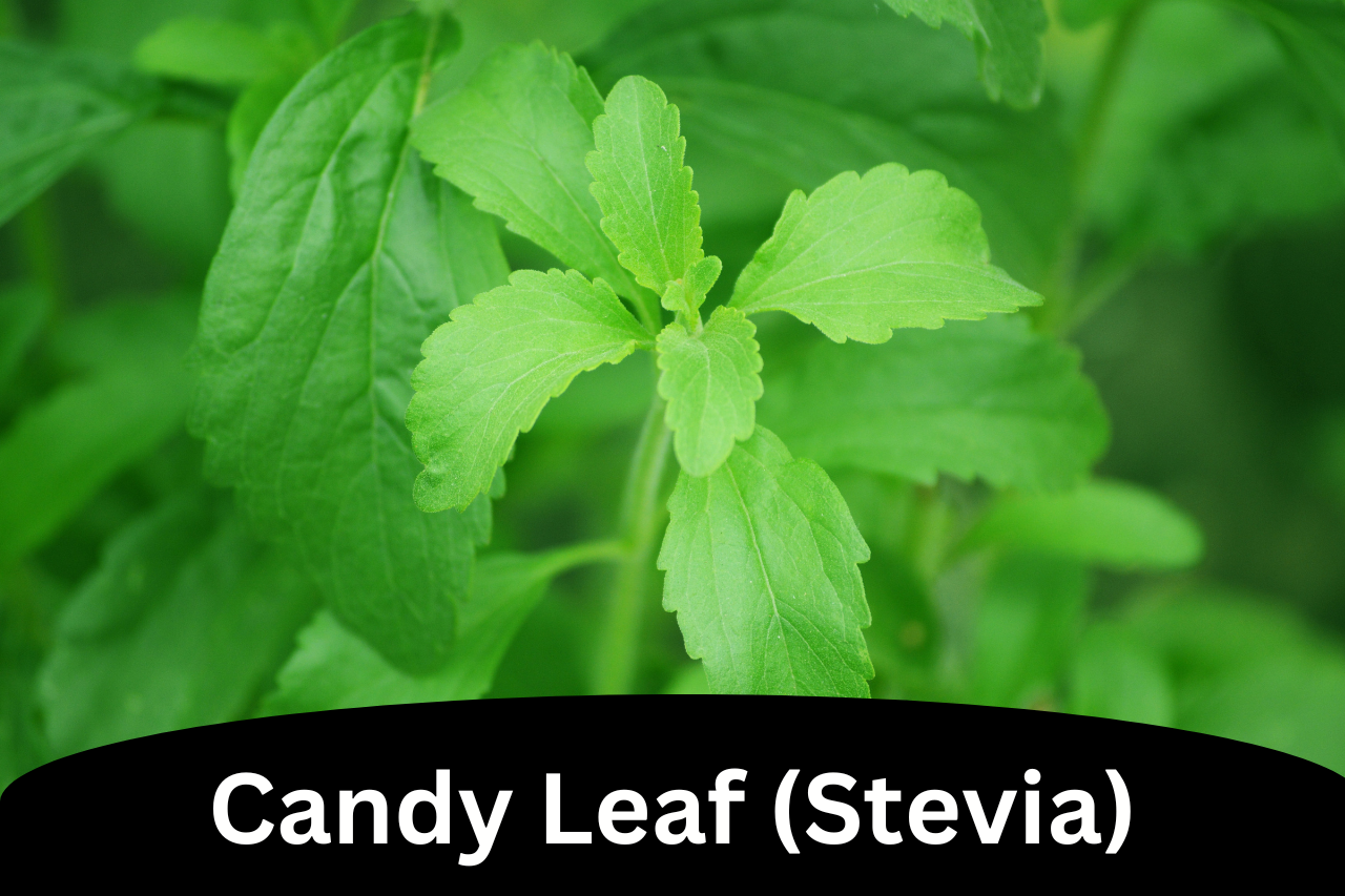 Candy Leaf (Stevia) |ForumIAS
