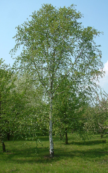 Himalayan Birch Tree |ForumIAS