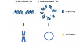 Extrachromosomal DNA (ecDNA) |ForumIAS