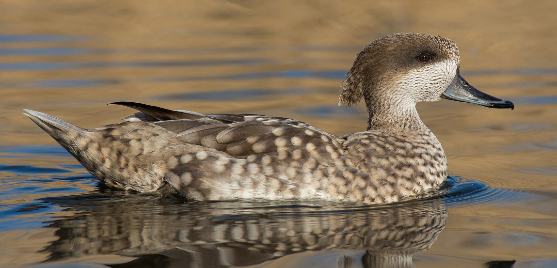 Marbled Duck |ForumIAS