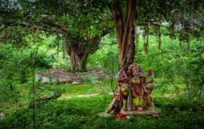 Sacred Groves |ForumIAS