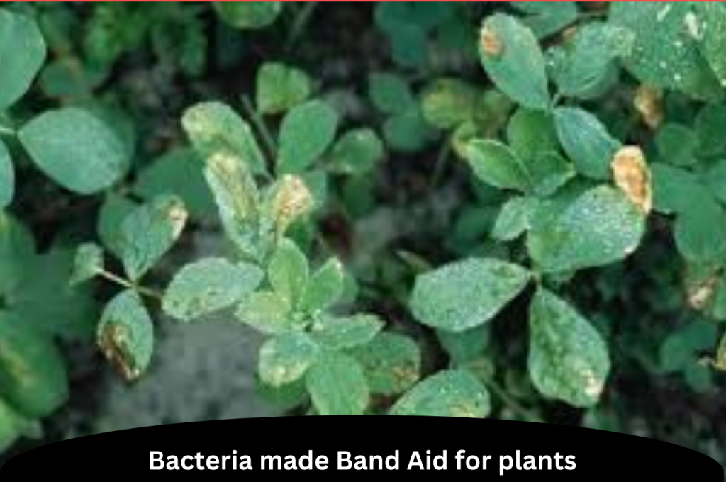 Bacteria made Band Aid for plants |ForumIAS