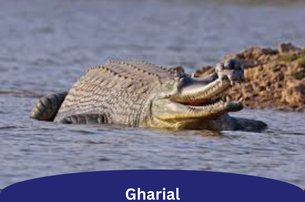 Gharial |ForumIAS