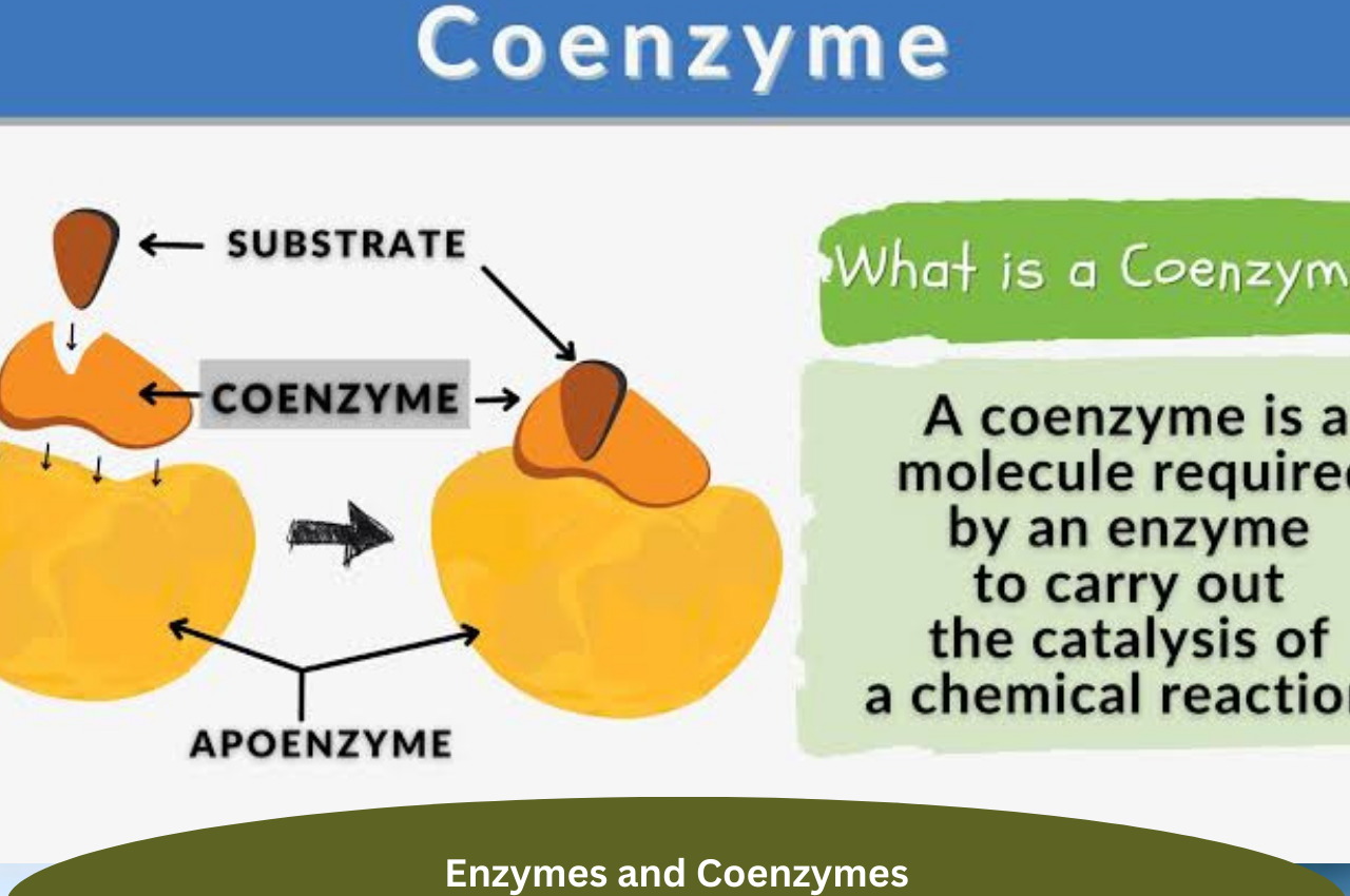 Enzymes and Coenzymes |ForumIAS