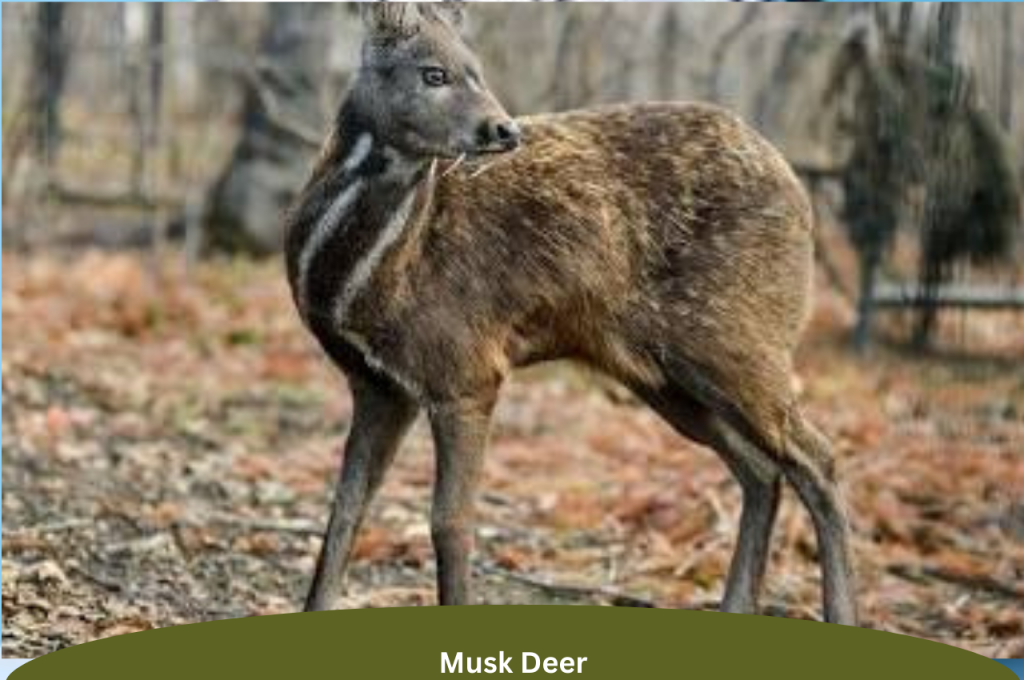 Musk Deer |ForumIAS