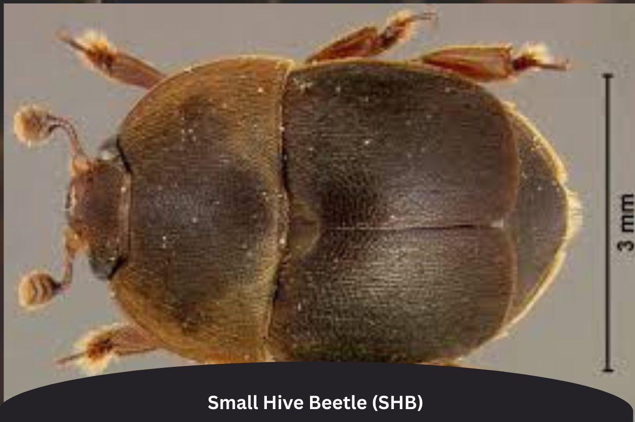 Small Hive Beetle (SHB) |ForumIAS