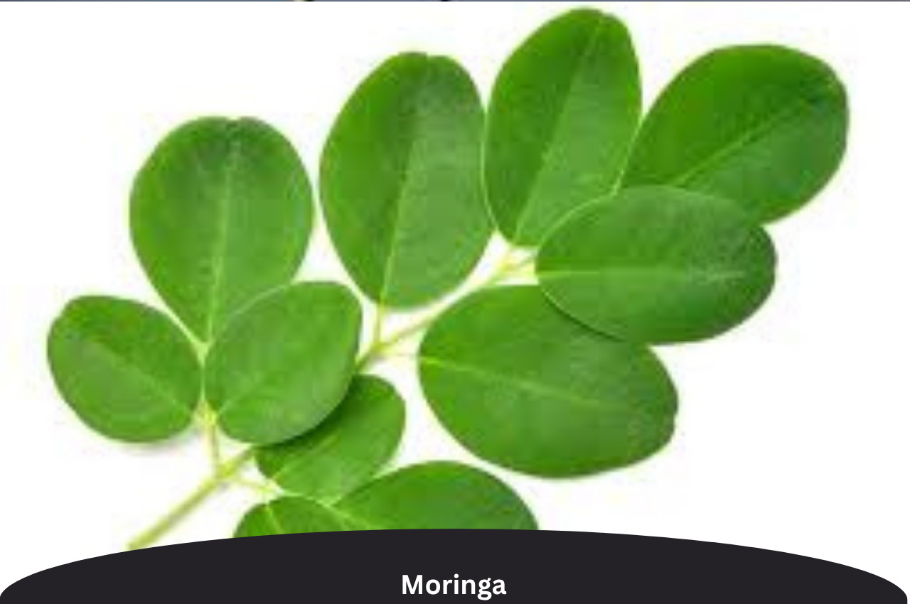 Moringa – Free UPSC IAS Preparation Syllabus and Materials For Aspirants