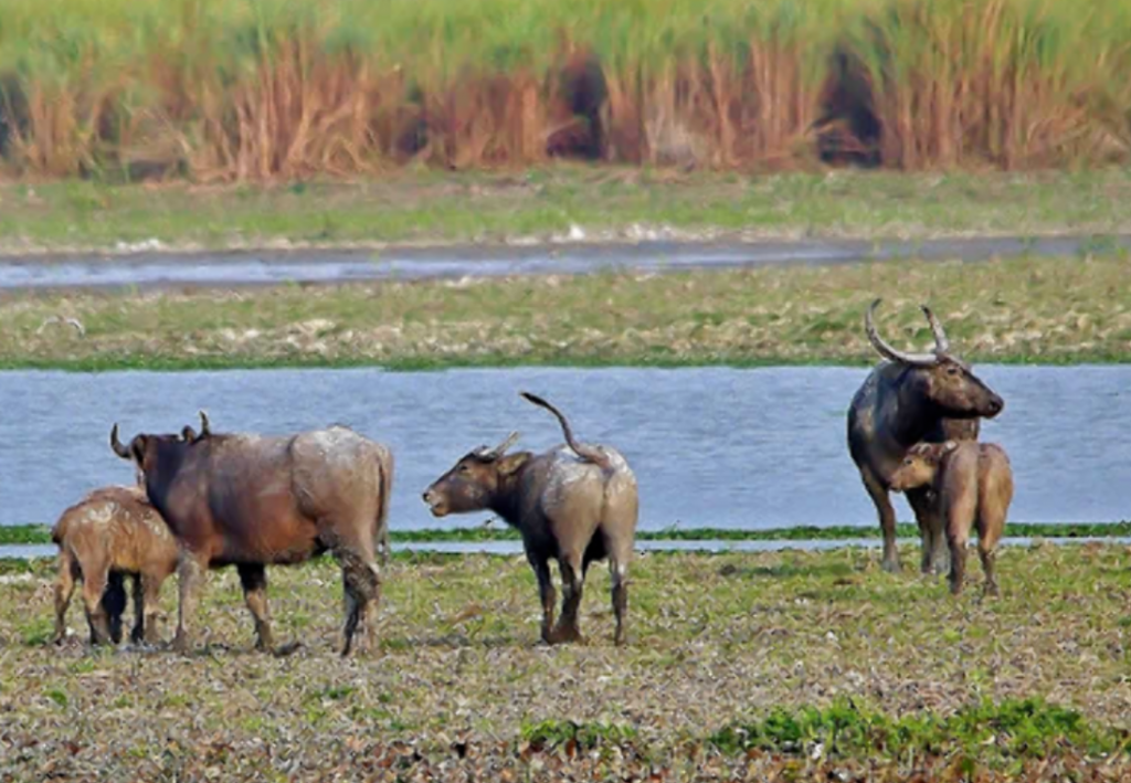 Indravati National Park |ForumIAS