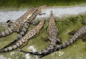 India marks 50 years of its Crocodile Conservation Project in 2025 ...
