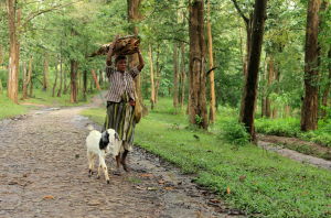 Community Forest Resource Rights (CFRR) |ForumIAS
