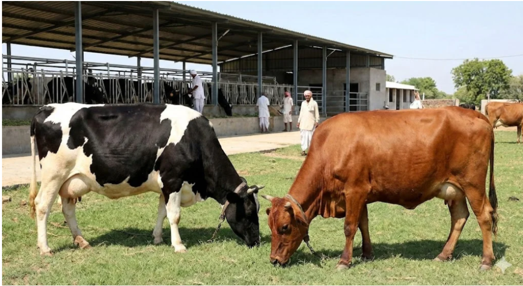 Cattle Breed – Karan Fries and Vrindavani |ForumIAS