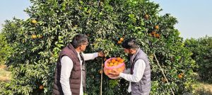 Kinnow Cultivation in India |ForumIAS