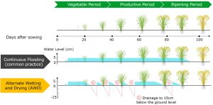Alternate Wetting and Drying (AWD) Technique for Rice Cultivation |ForumIAS