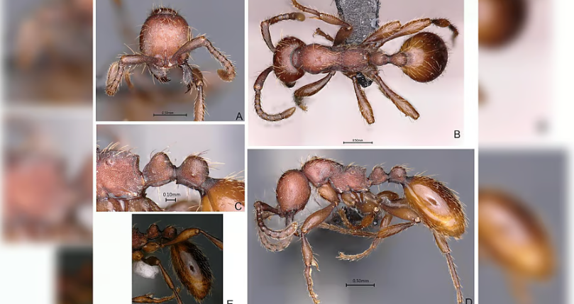 Army Ant Species |ForumIAS
