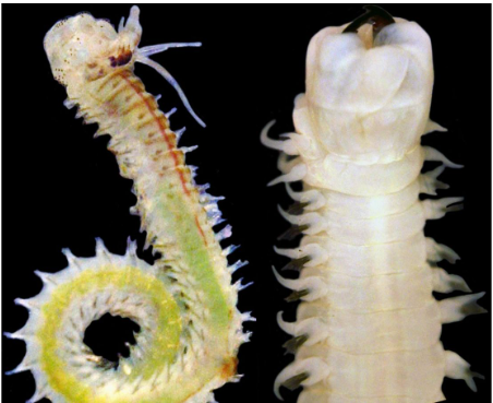 New Marine Worm Species |ForumIAS
